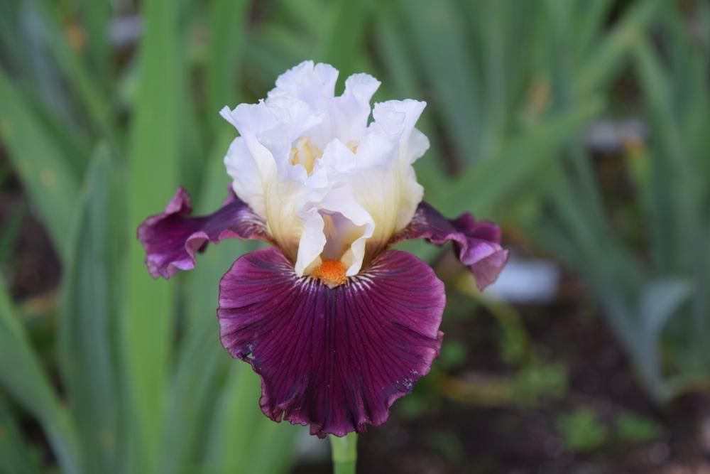 Tall Bearded Iris (Iris 'Rubio') in the Irises Database - Garden.org