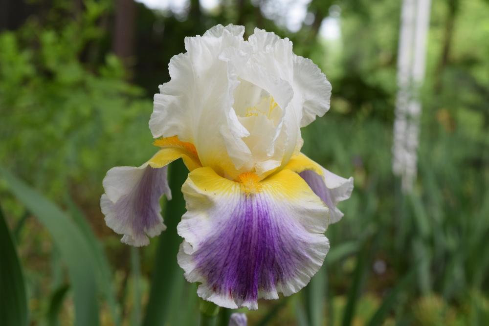 Photo of the bloom of Tall Bearded Iris (Iris 'Beacon of Light') posted ...