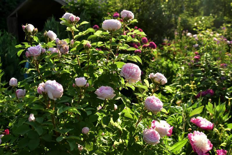 Photo of the entire plant of Rose (Rosa 'Madame Louis Leveque') posted ...