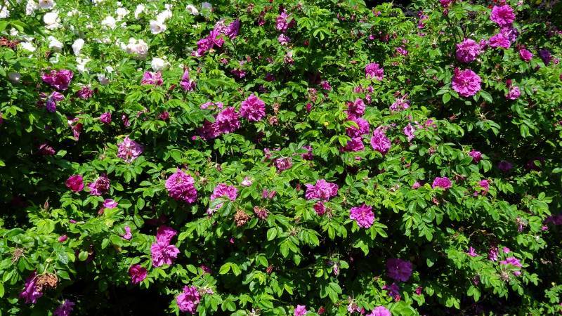 Photo of the entire plant of Rose (Rosa rugosa 'Hansa') posted by ...