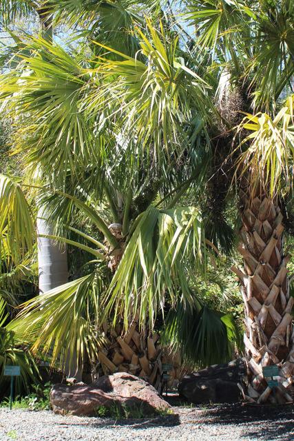 Photo of the entire plant of Hispaniola Palmetto (Sabal domingensis ...