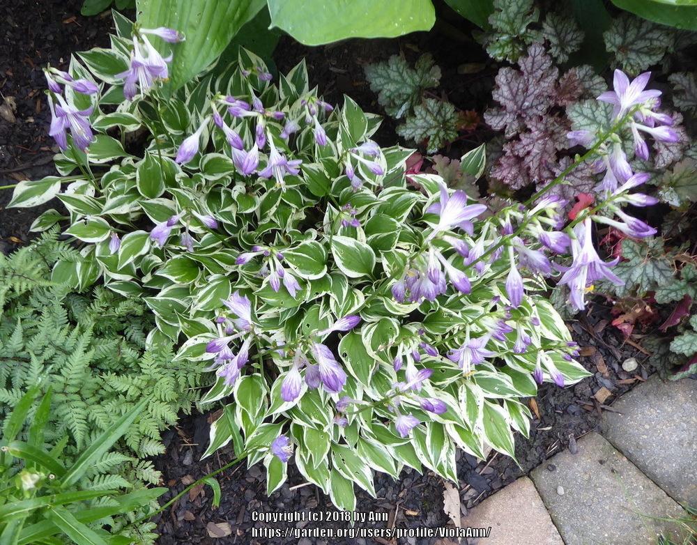 mini hostas in the Hostas forum - Garden.org