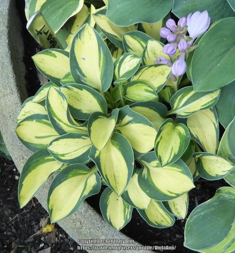 mini hostas in the Hostas forum - Garden.org