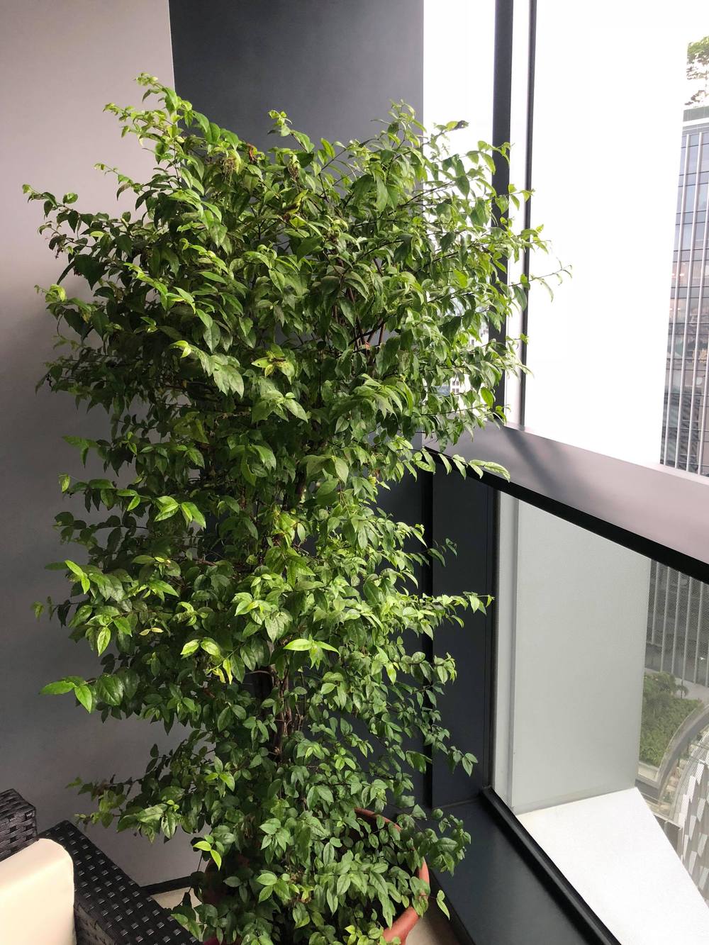 Water Jasmine Problems in the Ask a Question forum - Garden.org