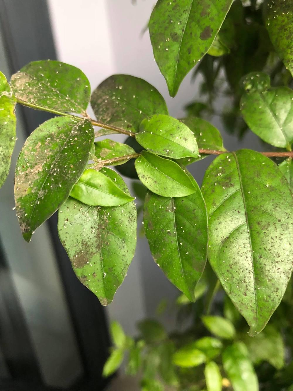 Water Jasmine Problems in the Ask a Question forum - Garden.org