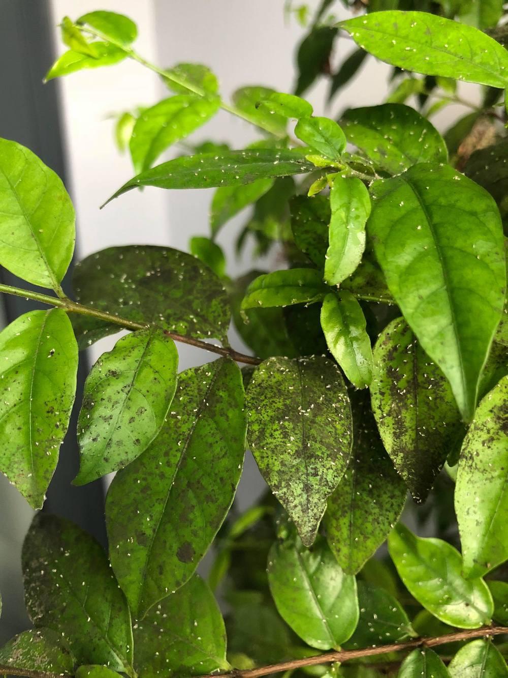 Water Jasmine Problems in the Ask a Question forum - Garden.org