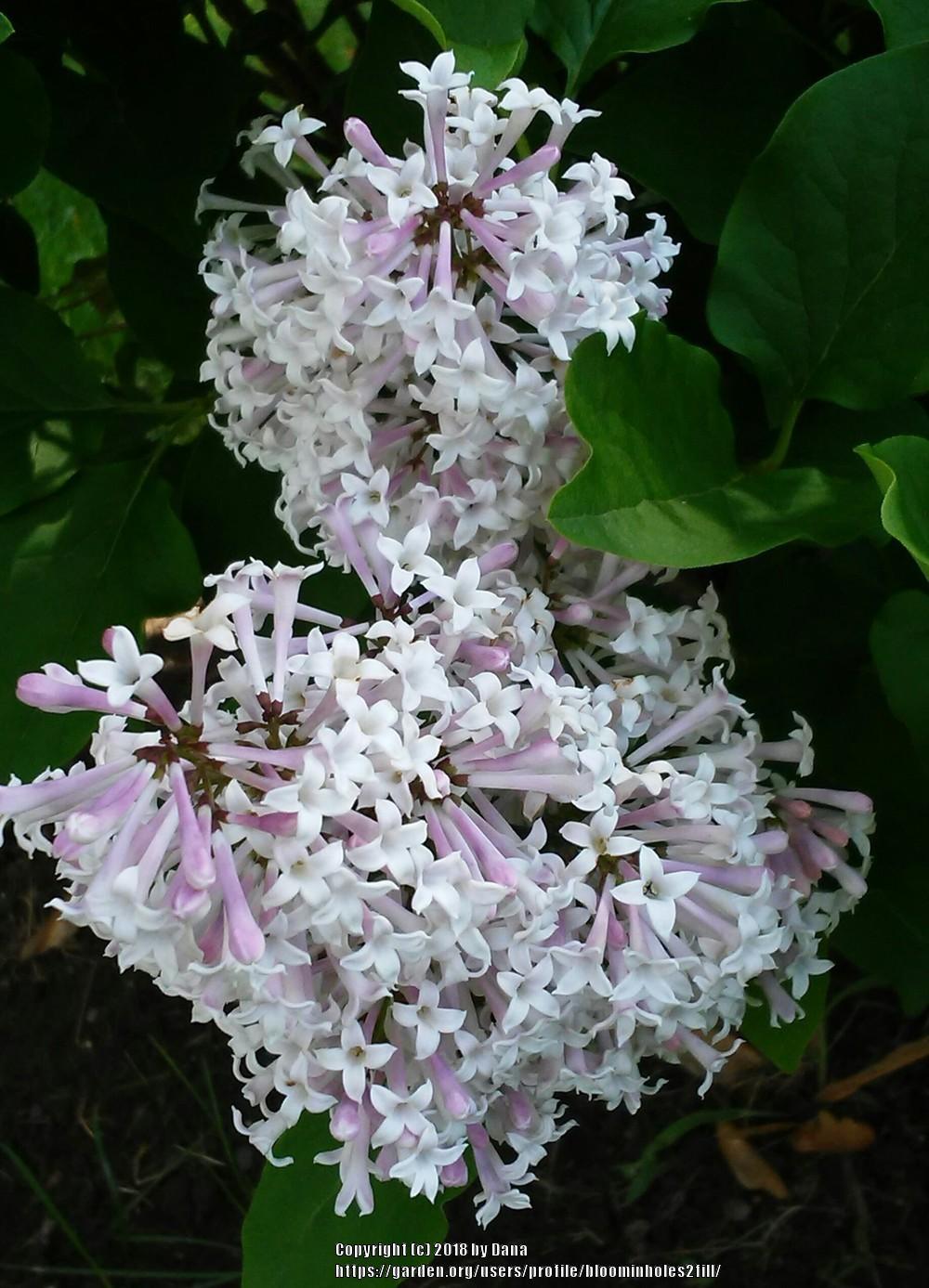Lilacs: Plant Care and Collection of Varieties - Garden.org