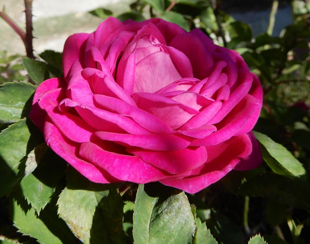 Rose (Rosa 'Benny Lopez') in the Roses Database - Garden.org