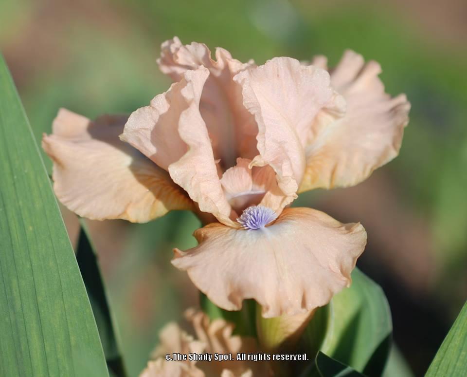 Standard Dwarf Bearded Iris (Iris 'Poignant') in the Irises Database ...