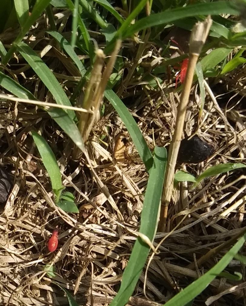 Bright red bugs, ¼" in the Insect and Bug ID forum - Garden.org