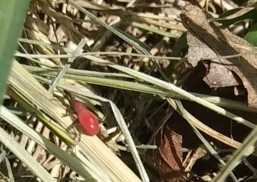 Bright red bugs, ¼" in the Insect and Bug ID forum - Garden.org