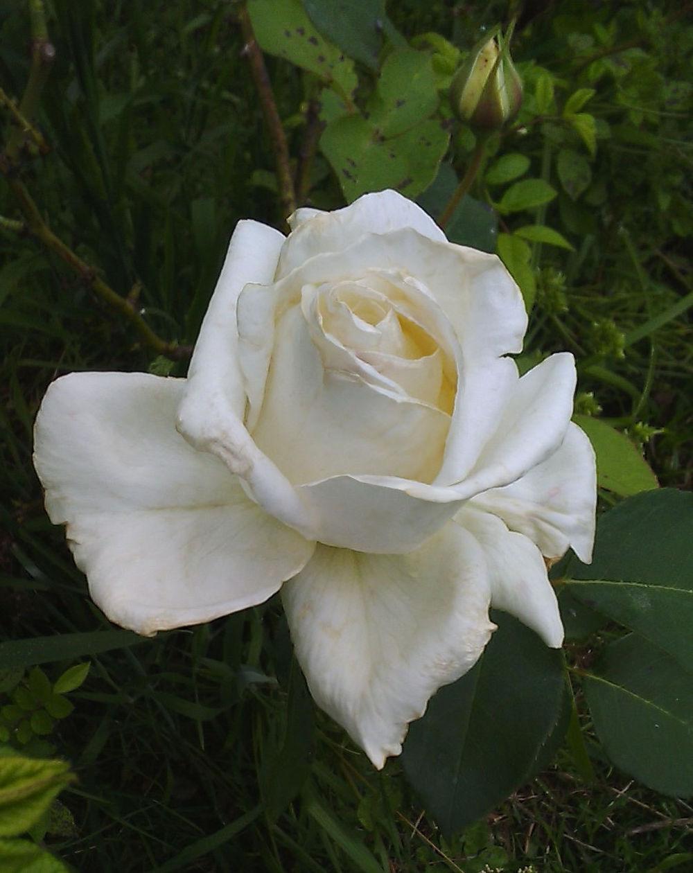 Rose (Rosa 'Virgo') in the Roses Database - Garden.org