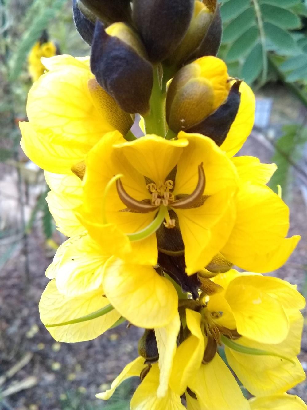 Photo of the closeup of buds, sepals and receptacles of Popcorn Cassia ...