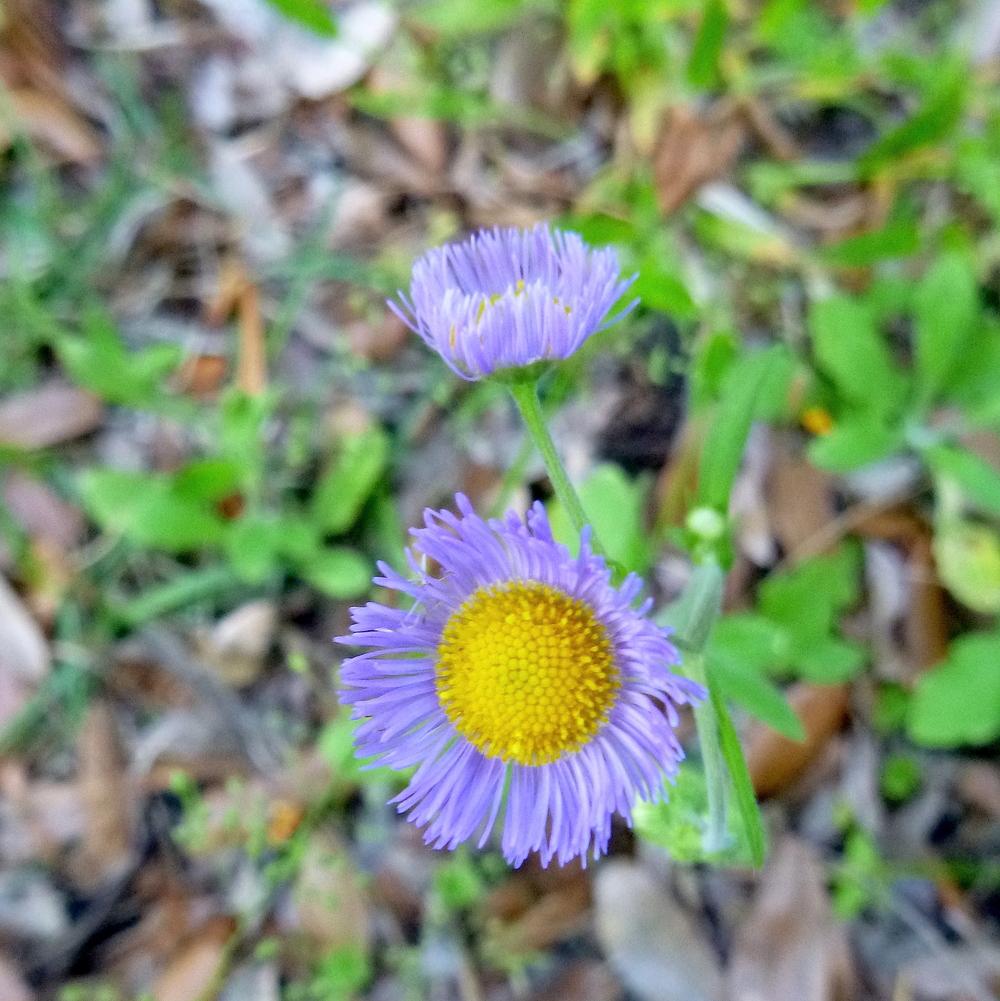 Oakleaf Fleabane (Erigeron quercifolius) - Garden.org