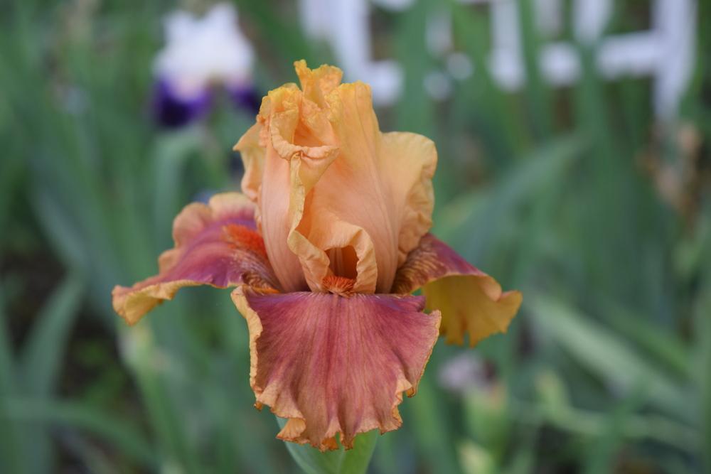 Tall Bearded Iris (Iris 'Fragrant Offering') in the Irises Database ...