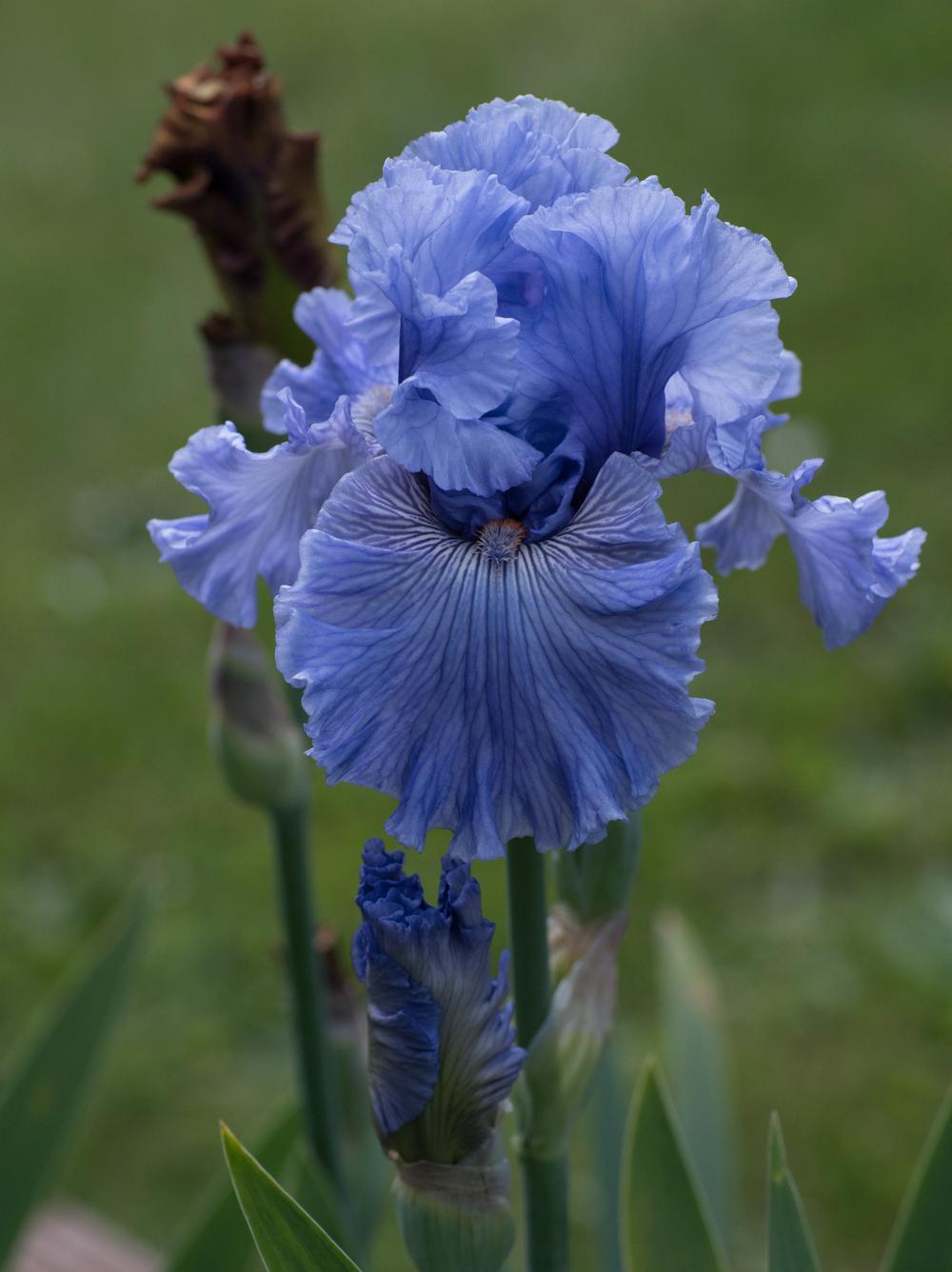 Photo of the bloom of Tall Bearded Iris (Iris 'Ocean Liner') posted by ...