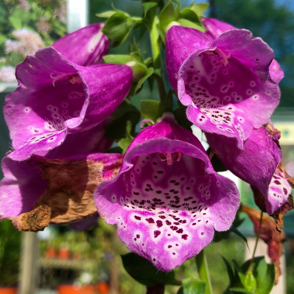 Foxgloves: Plant Care and Collection of Varieties - Garden.org