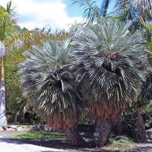 Thatch Palm (Trithrinax campestris) - Garden.org