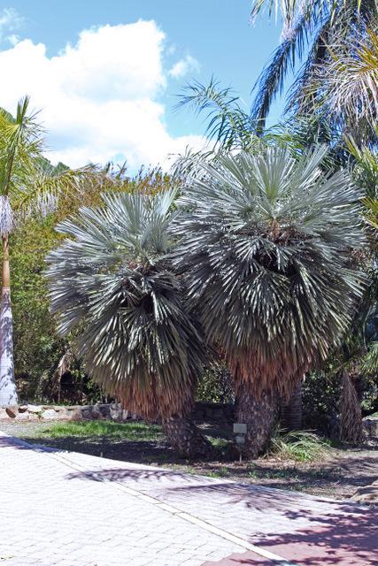 Thatch Palm (Trithrinax campestris) - Garden.org