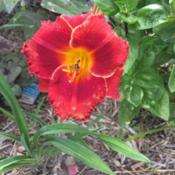 Photo of the closeup of buds, sepals and receptacles of Daylily ...
