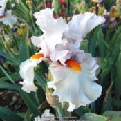 Tall Bearded Iris (Iris 'Chenille') in the Irises Database - Garden.org