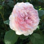 Rose (Rosa 'Olivia Rose Austin') in the Roses Database - Garden.org