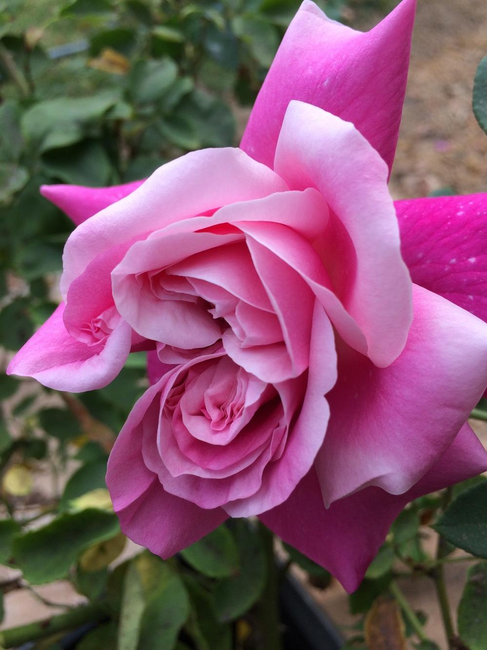 Bourbon-Tea Rose (Rosa 'Leveson Gower') in the Roses Database - Garden.org