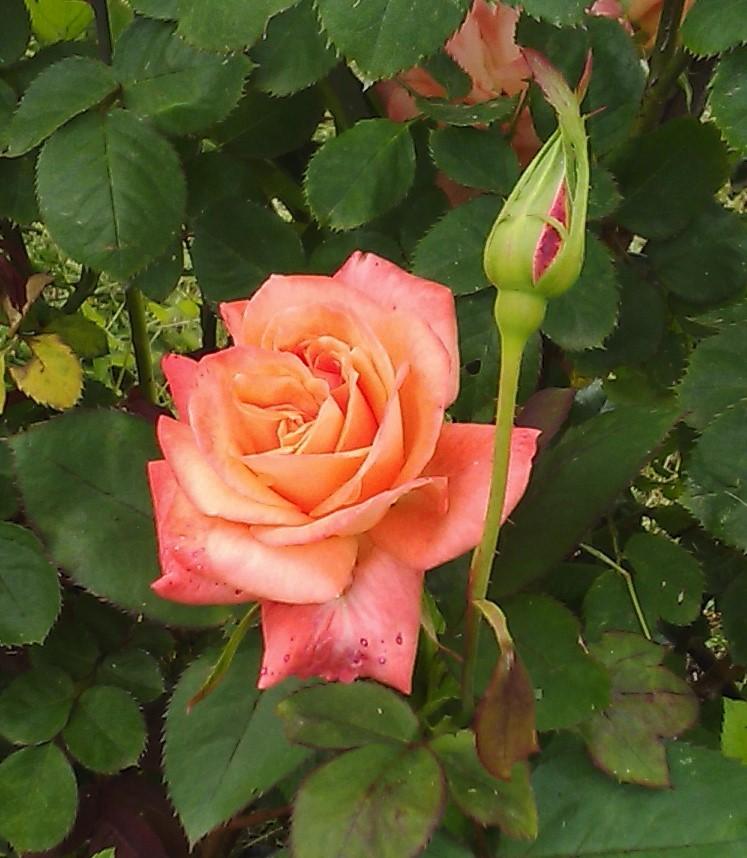 Rose (Rosa 'Busy Bee') in the Roses Database - Garden.org