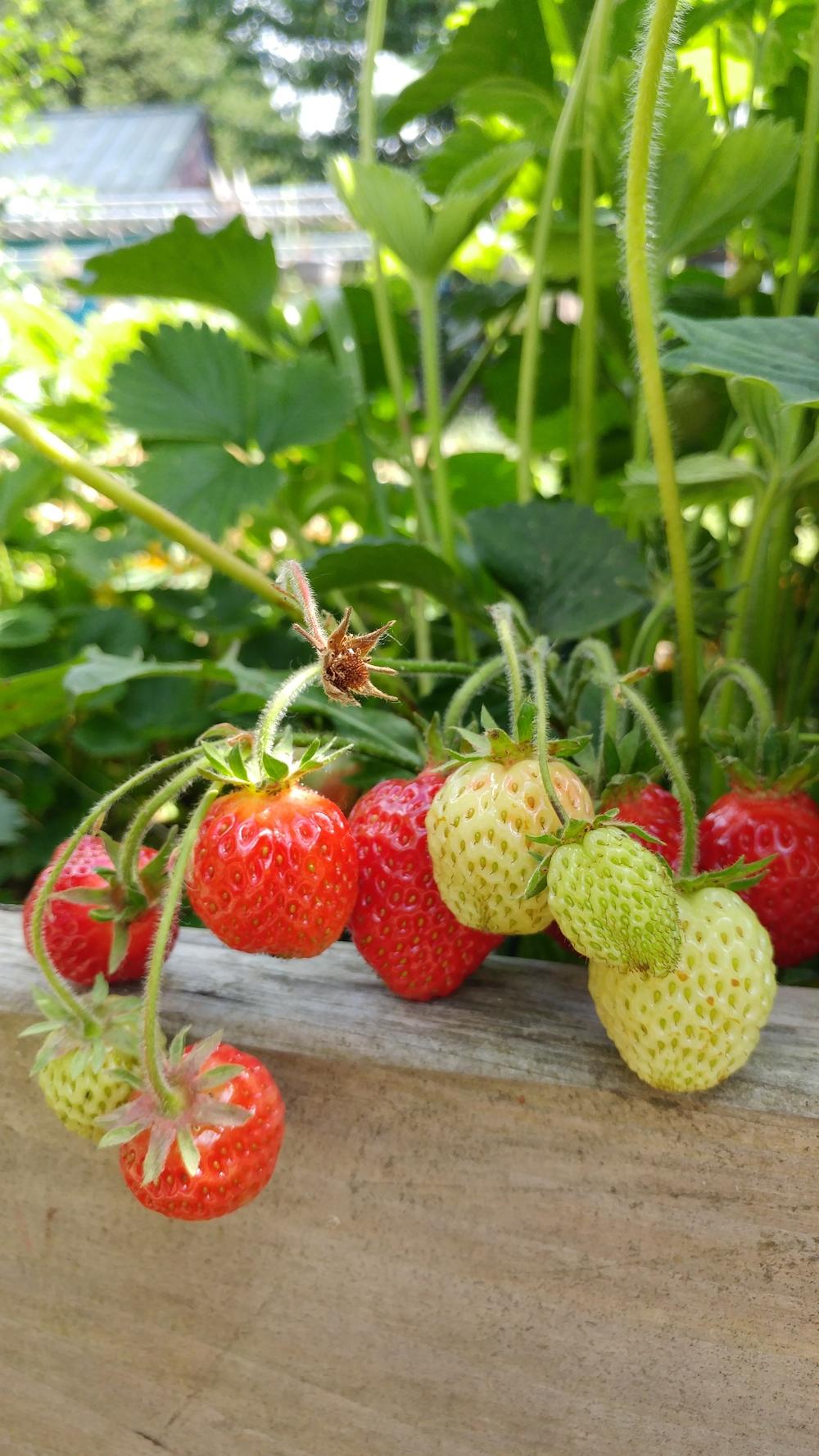 Strawberry (Fragaria x ananassa 'Benton') in the Strawberries Database ...