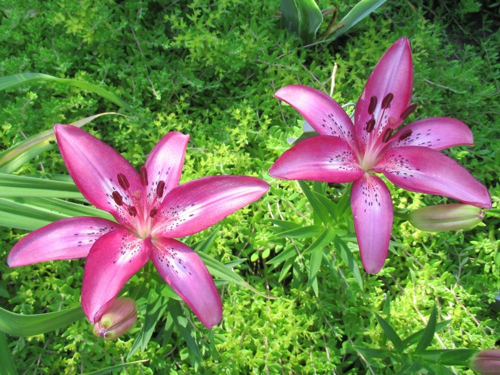 Lily (Lilium 'Pacific Joy') in the Lilies Database - Garden.org