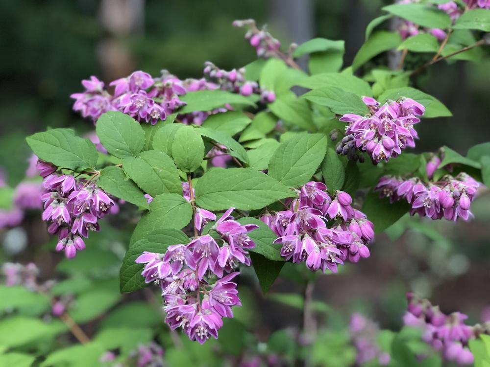 Deutzia 'Magicien' - Garden.org