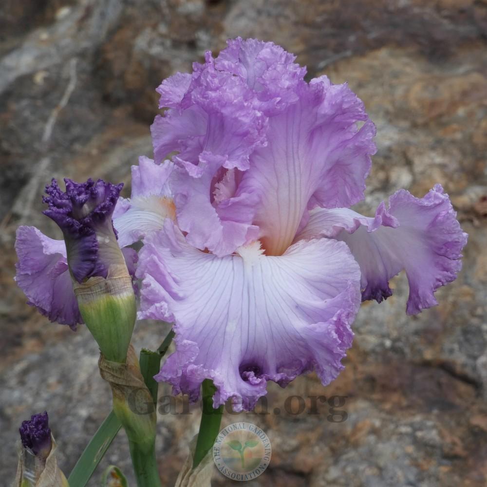 Photo of the bloom of Tall Bearded Iris (Iris 'Bond Girl') posted by ...