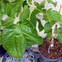 Photo of the leaves of Contorted Mulberry (Morus alba 'Unryu') posted ...