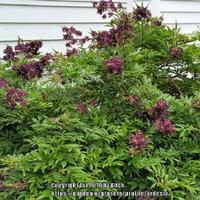 Photo of the entire plant of Evergreen Wisteria (Callerya reticulata ...