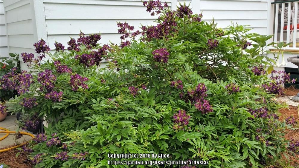 Photo of the entire plant of Evergreen Wisteria (Callerya reticulata ...