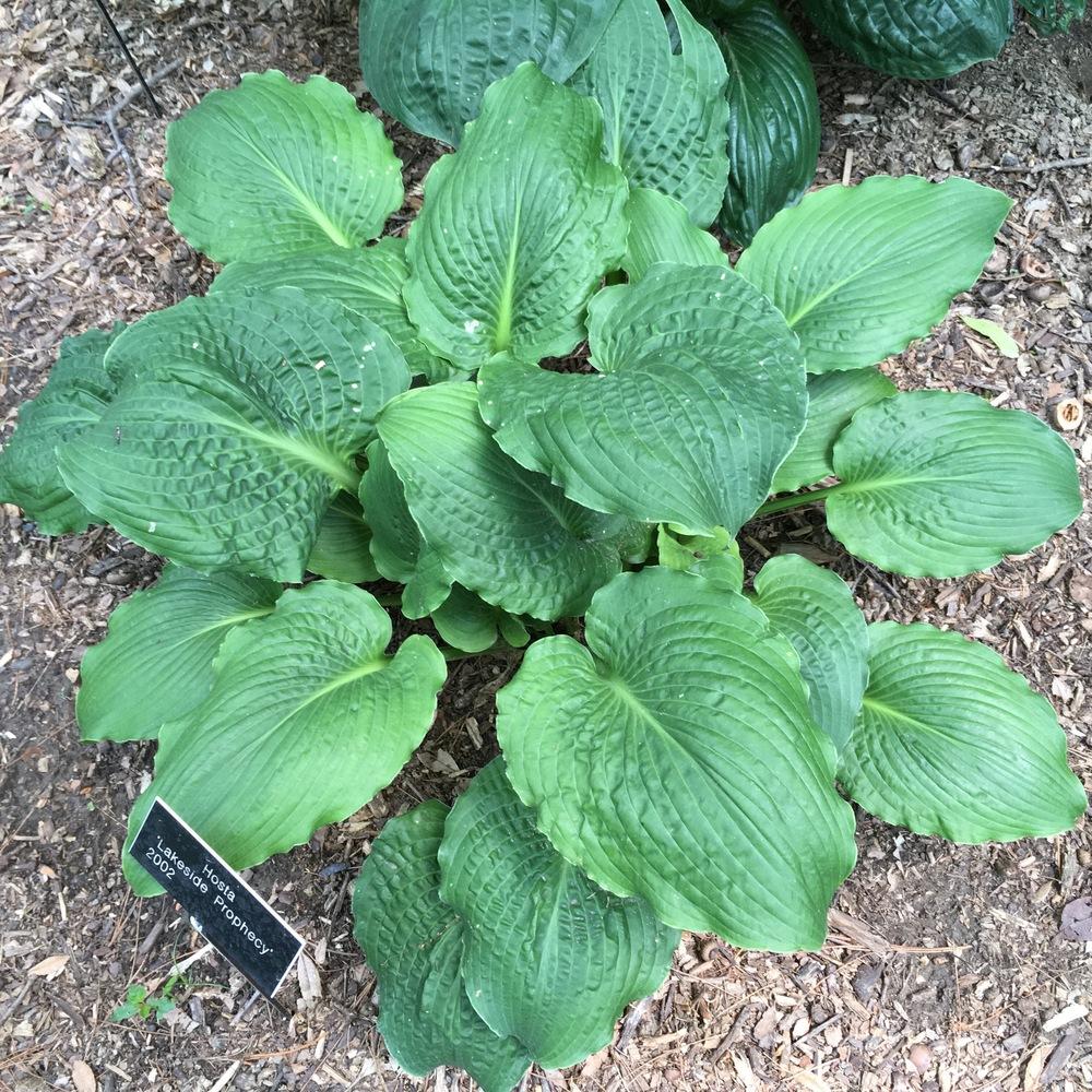 Hosta 'Lakeside Prophecy' in the Hostas Database - Garden.org