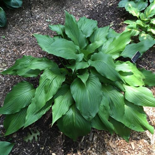 Hosta 'Hirao Majesty' in the Hostas Database - Garden.org