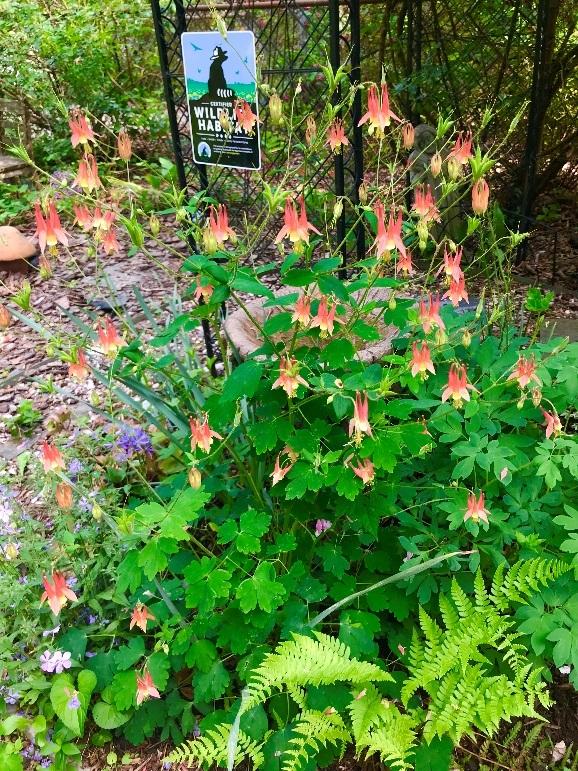 Three Ways to have a "Wild" Time Gardening - Garden.org