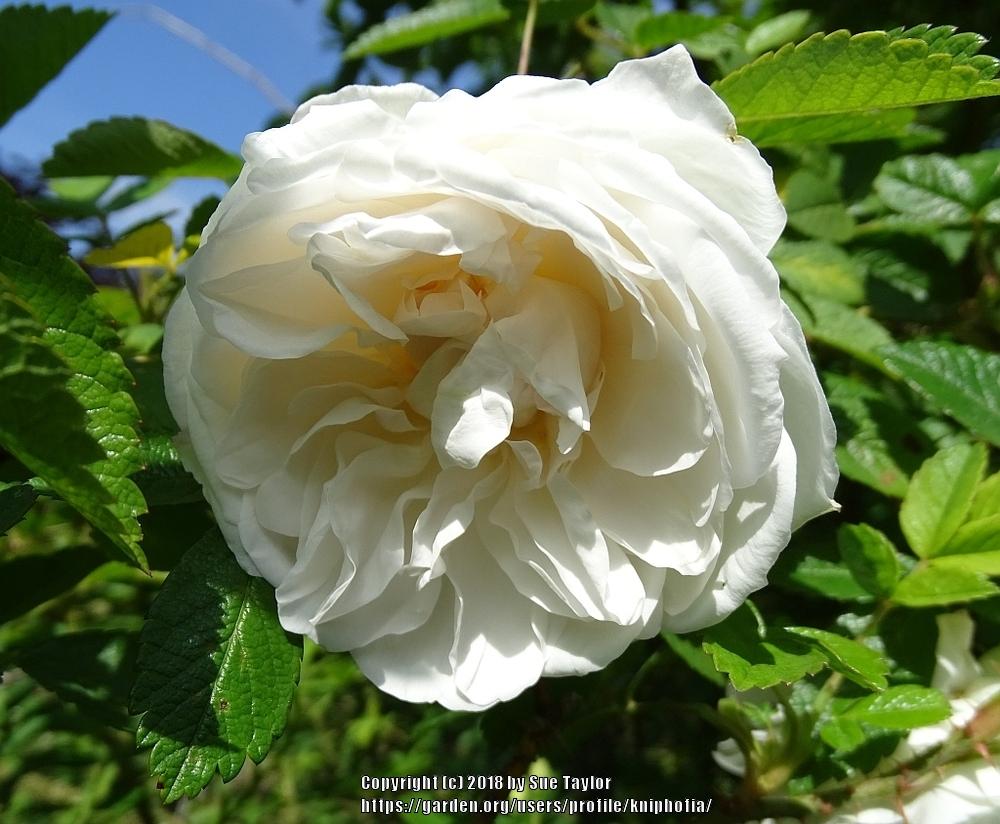 Rose (Rosa 'Snowdon') in the Roses Database - Garden.org