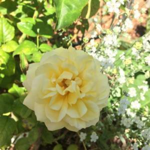 Rose (Rosa 'Moonlight Romantica') in the Roses Database - Garden.org