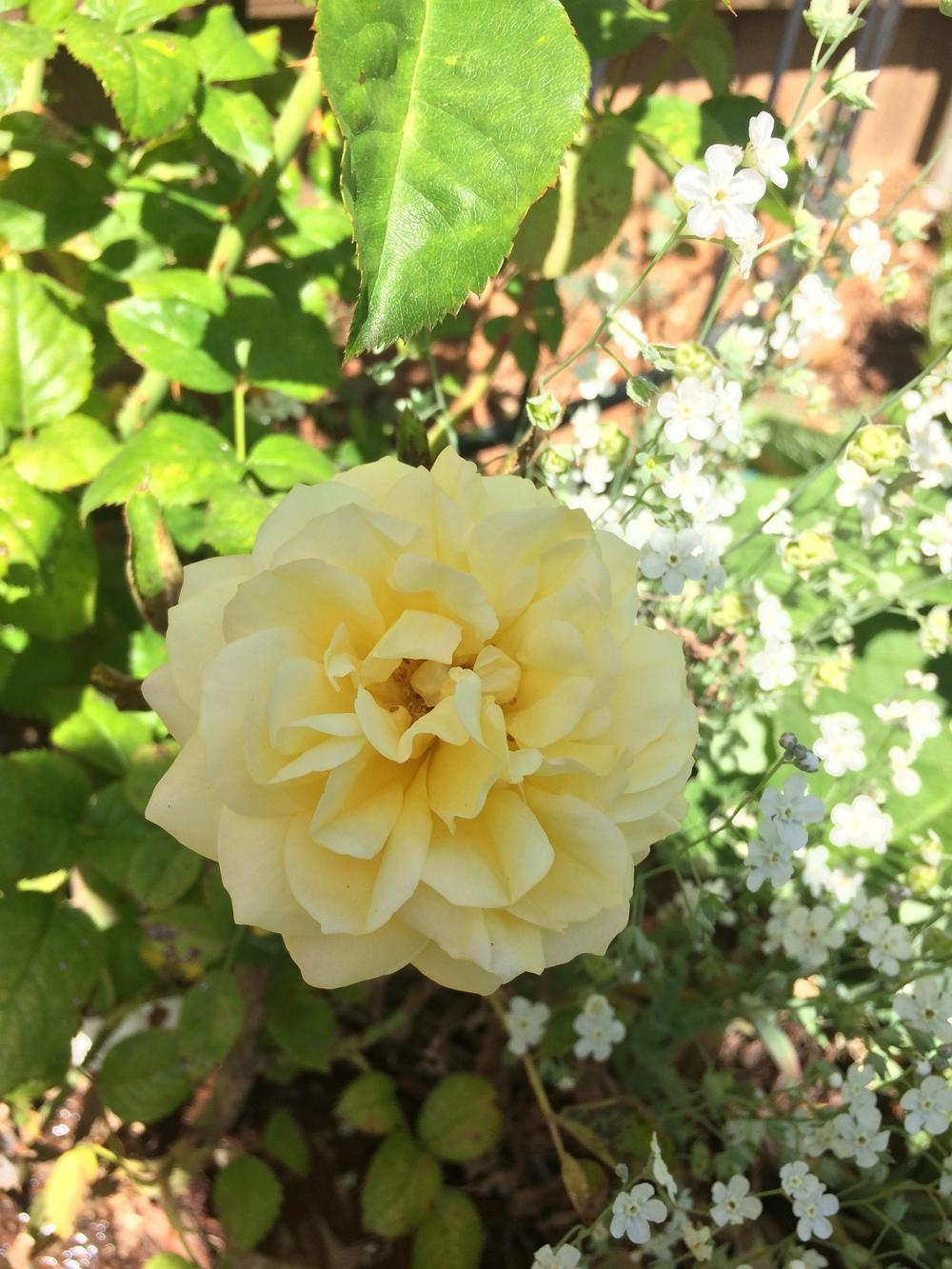 Rose (Rosa 'Moonlight Romantica') in the Roses Database - Garden.org