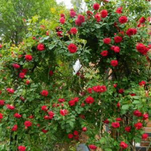 Rose (Rosa 'Quadra') in the Roses Database - Garden.org