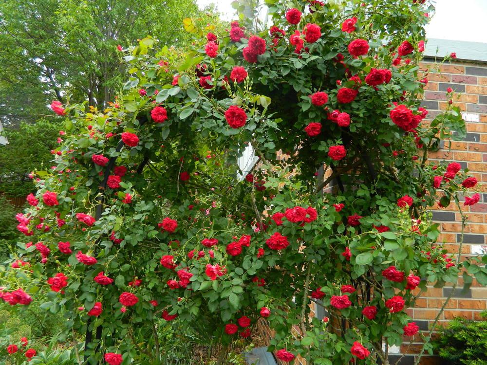 Rose (Rosa 'Quadra') in the Roses Database - Garden.org