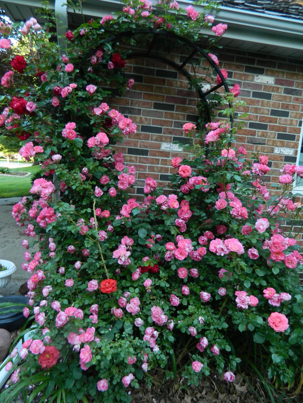 Photo of the entire plant of Rose (Rosa 'Sunrise Sunset') posted by ...