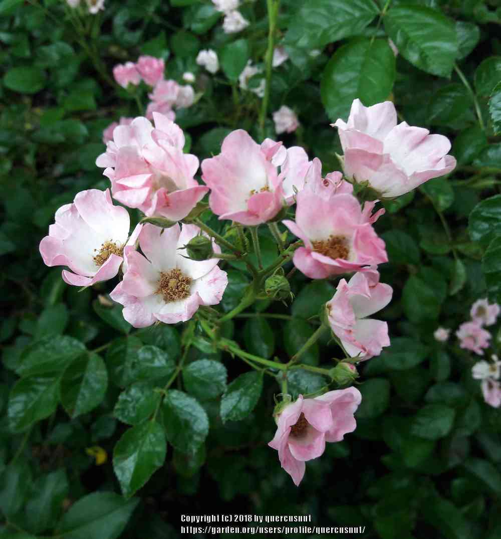 Photo of the entire plant of Rose (Rosa 'Green Snake') posted by ...