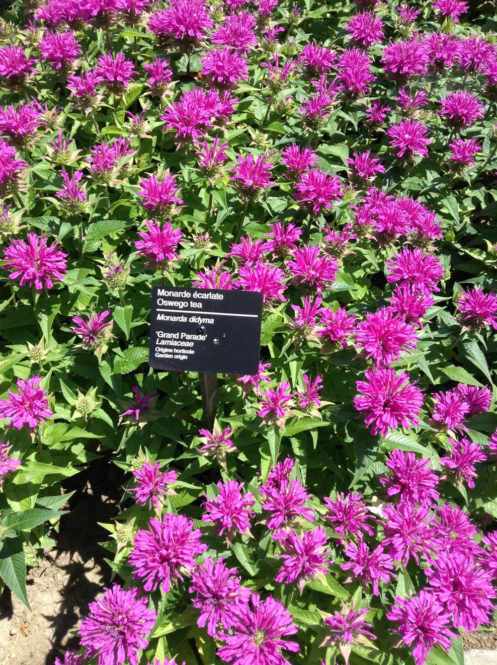 Monarda Didyma Grand Parade 19580 Pp