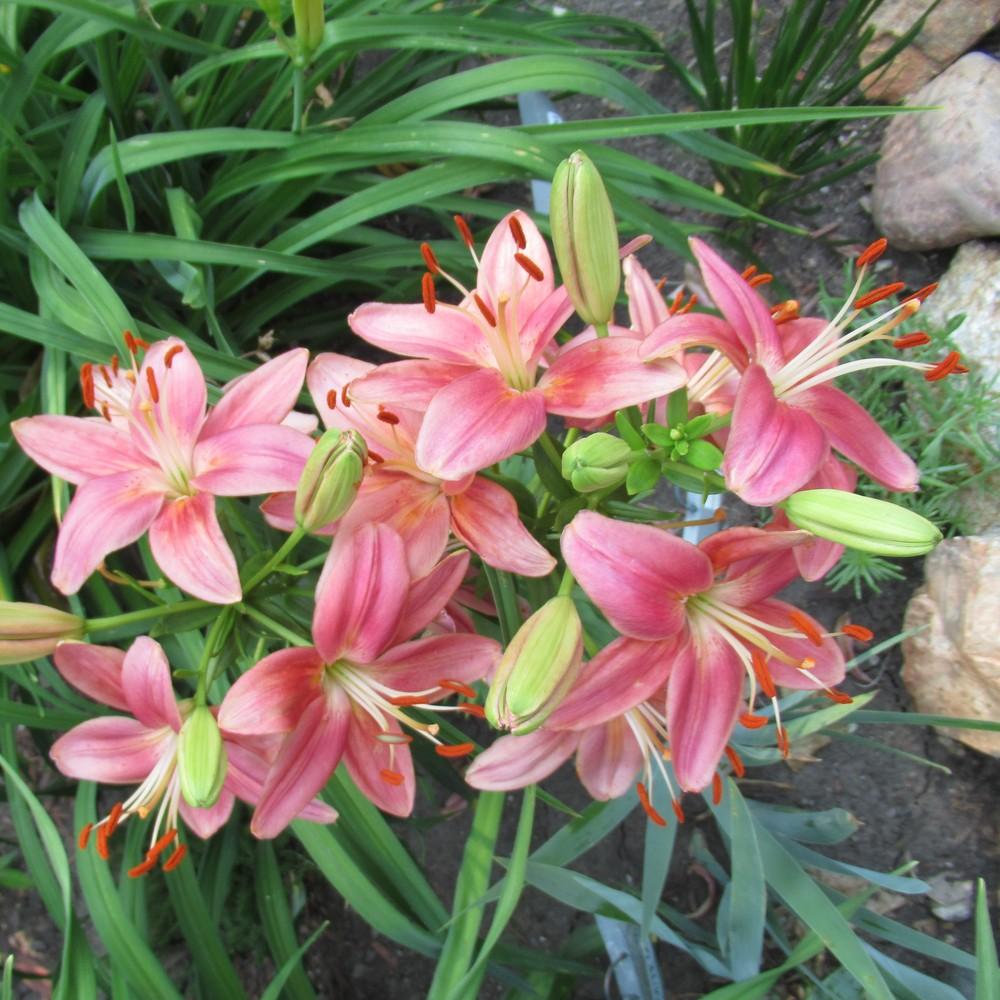 Lily (Lilium 'Alberta Rose') in the Lilies Database - Garden.org