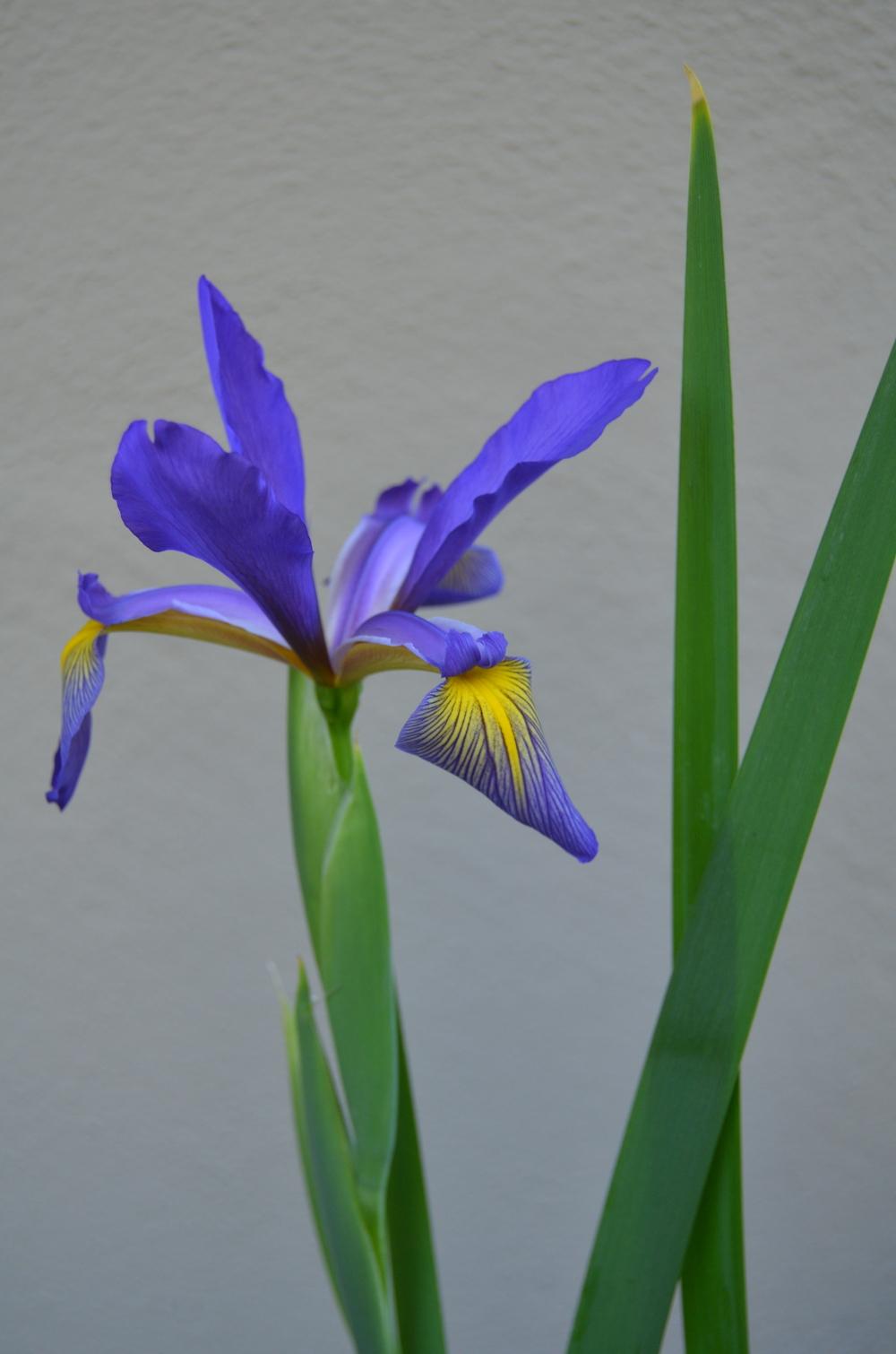 Spuria Iris (Iris 'Rodeo Blue') in the Irises Database - Garden.org