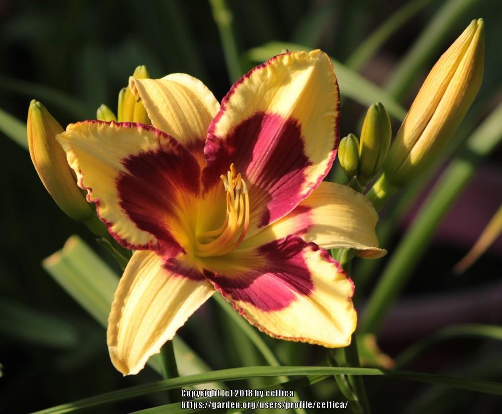 Daylily (Hemerocallis 'Bold Witness') in the Daylilies Database - Garden.org