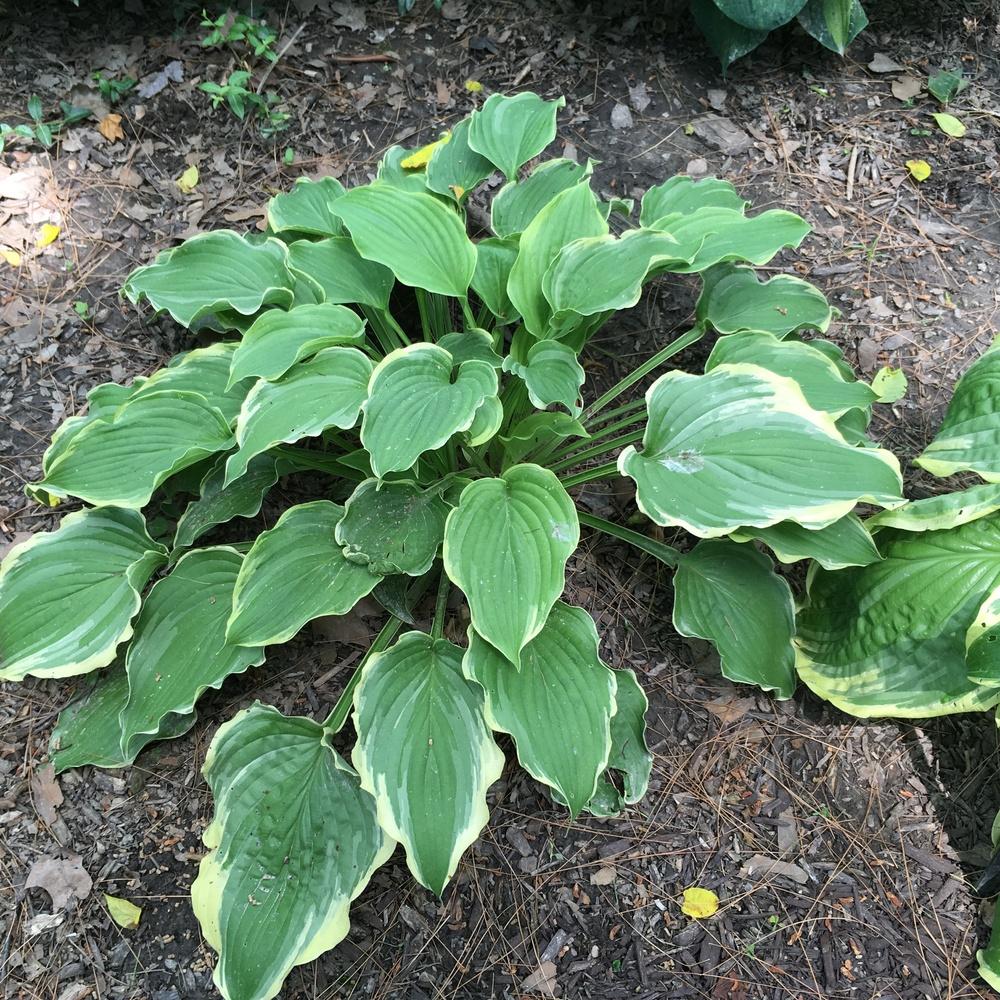 Hosta 'Spring Fling' in the Hostas Database - Garden.org